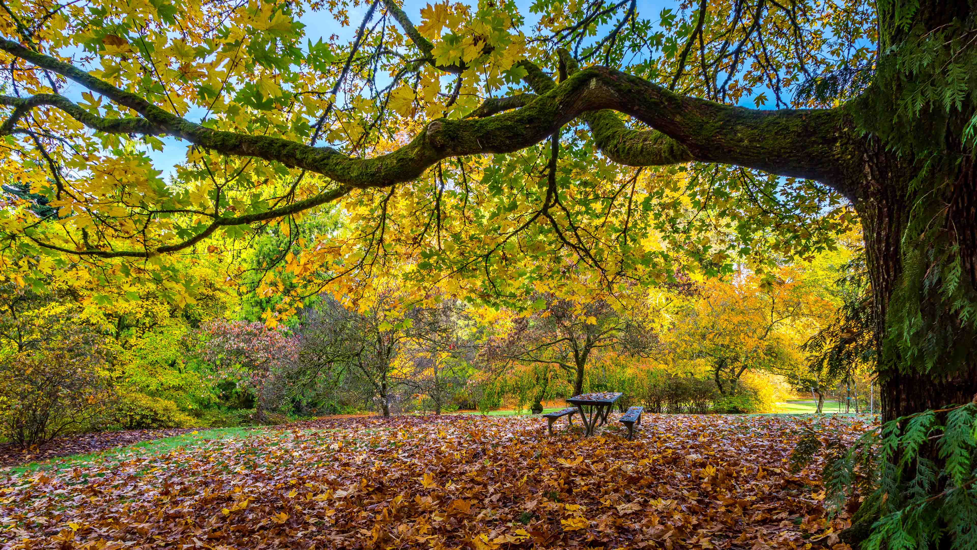 Fall Foliage in Washington State: Washington Park Arboretum, 4K/HD ...