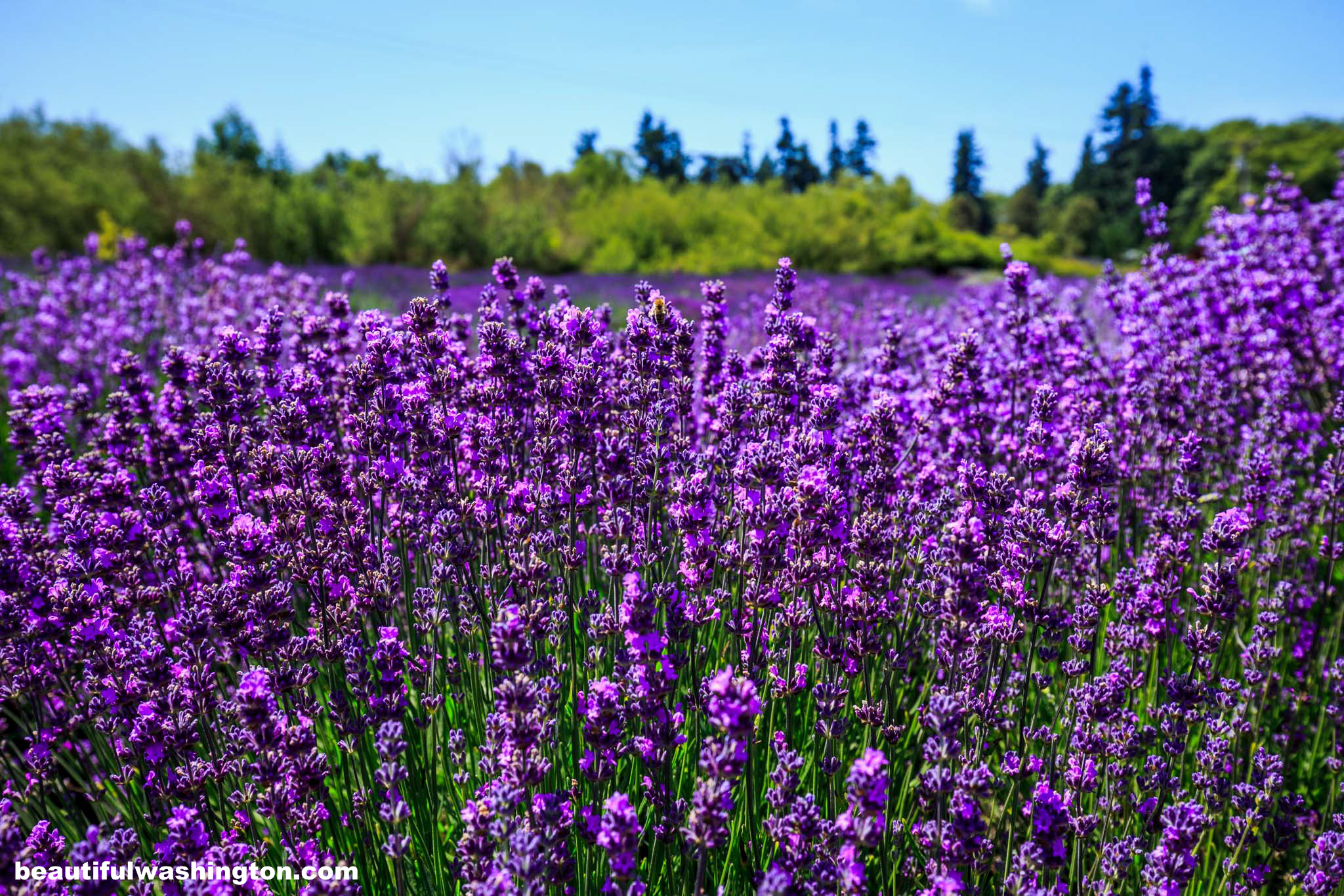 Sequim Lavender Fields